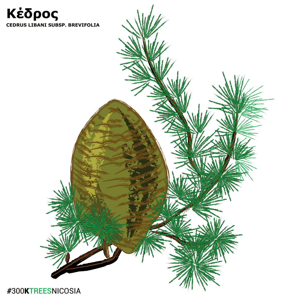 Cyprus Cedar | Reforest Nicosia